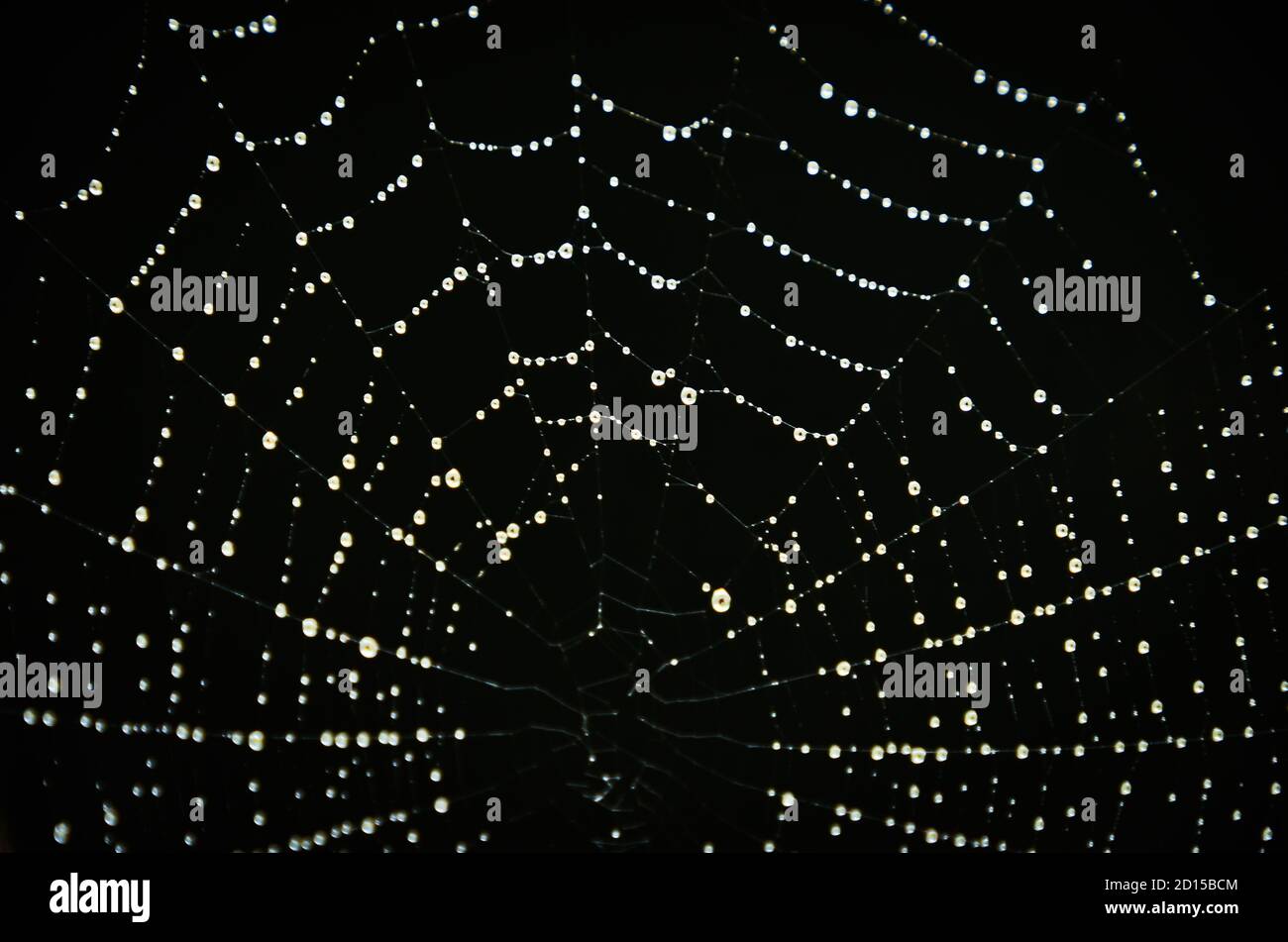 a macro of a beautiful spiders net in front of a black background with ...
