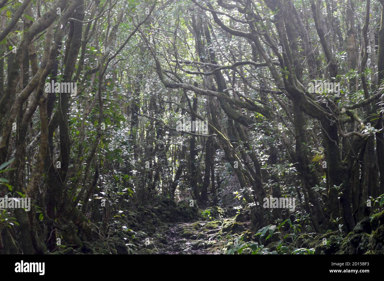 Secondary forest growing in the laurisilva biome of Pico island ...