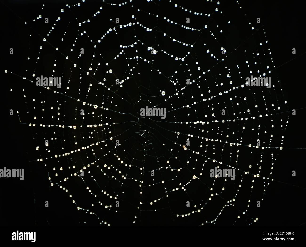 a macro of a beautiful spiders net in front of a black background with ...