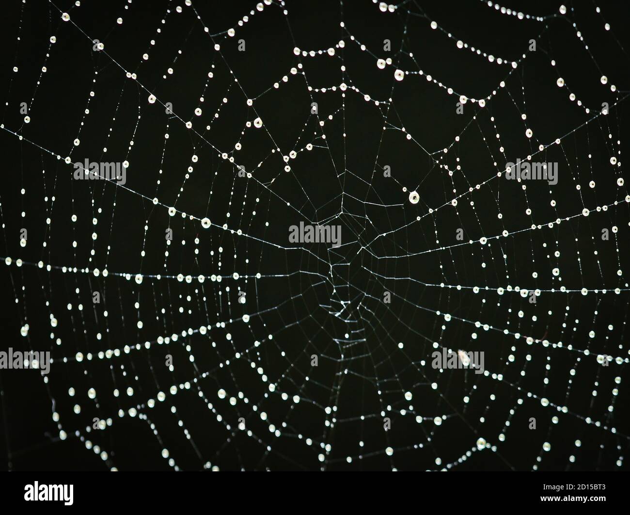 a macro of a beautiful spiders net in front of a black background with ...