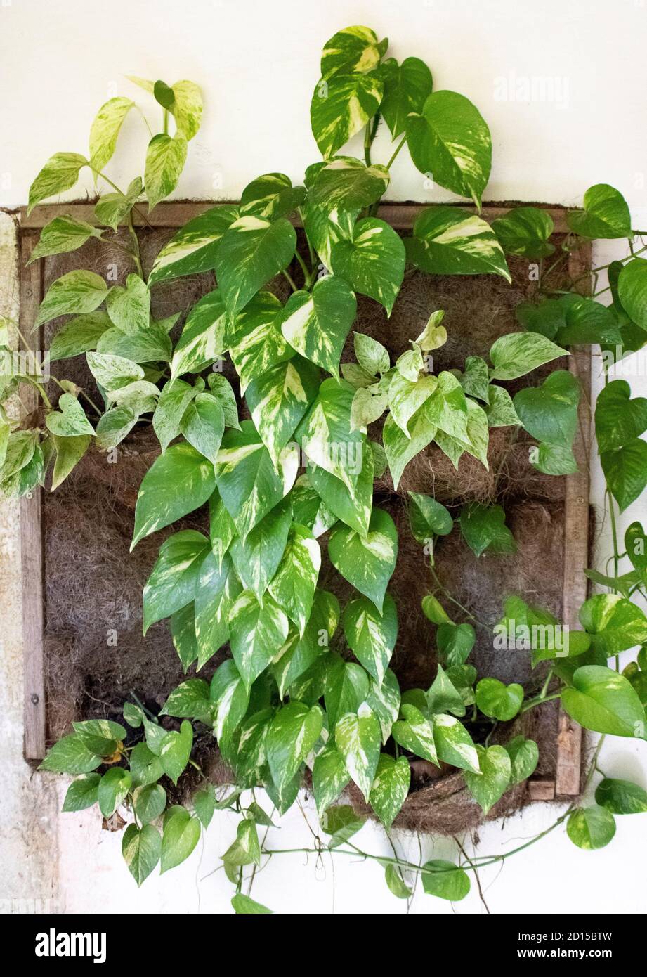 vase called boa constrictors with green leaves that fall from the panel ...