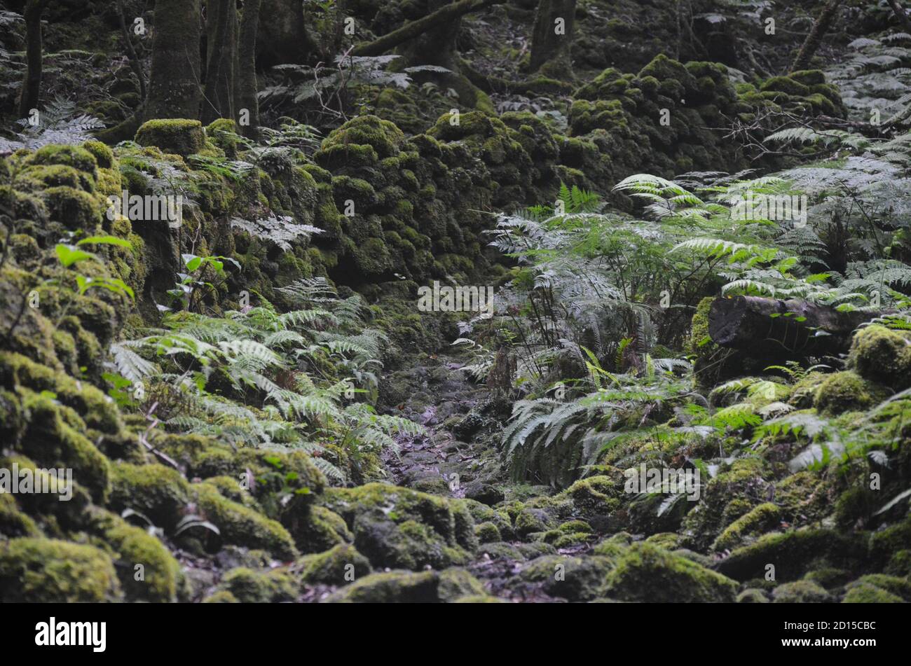 Secondary forest growing in the laurisilva biome of Pico island ...