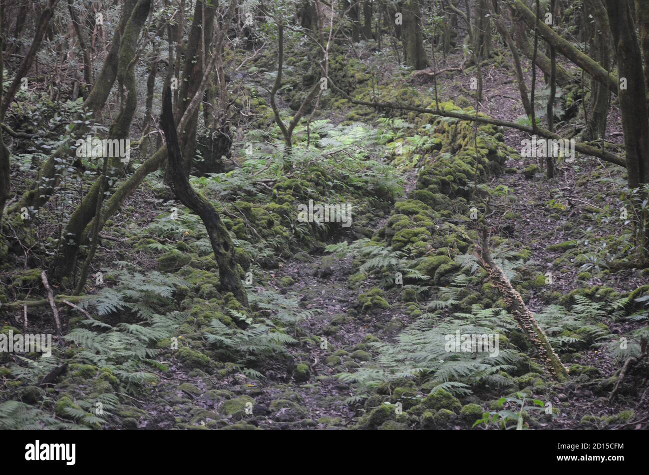 Secondary forest growing in the laurisilva biome of Pico island ...