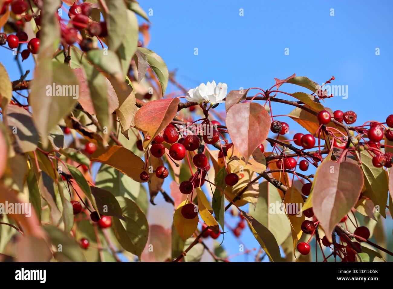 Anomalistic hi-res stock photography and images - Alamy