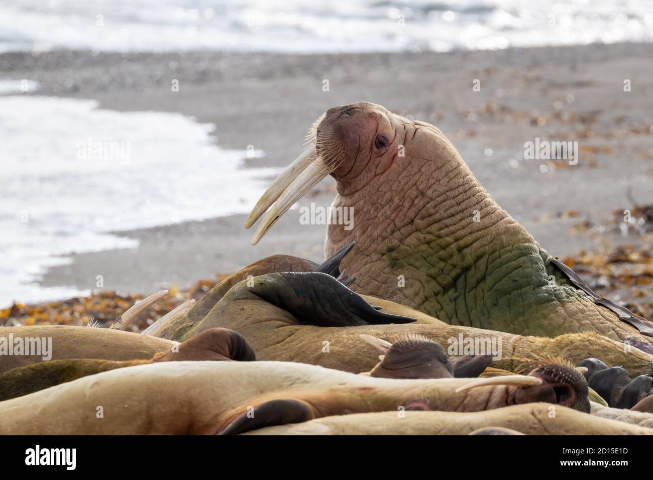 Ugly Walrus Ugly Sea Lion | Thomas Neal | Flickr