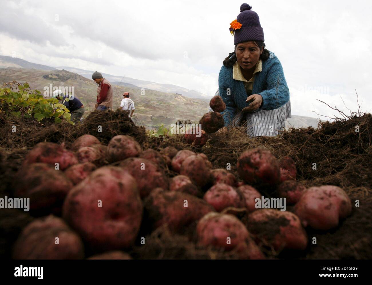 Native potato varieties peru hi-res stock photography and images - Alamy