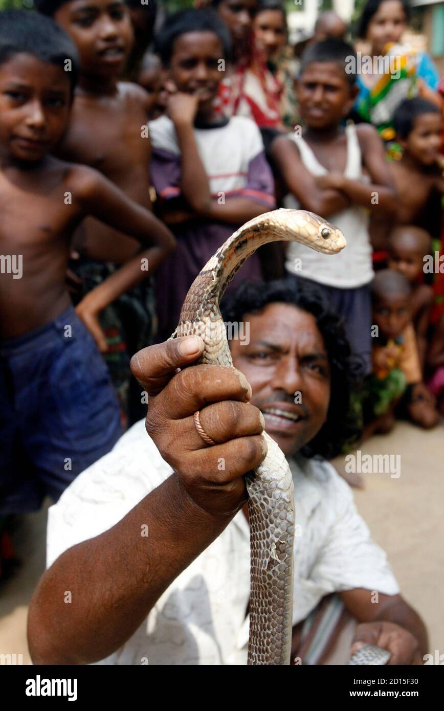 Breed of snake hi-res stock photography and images - Alamy