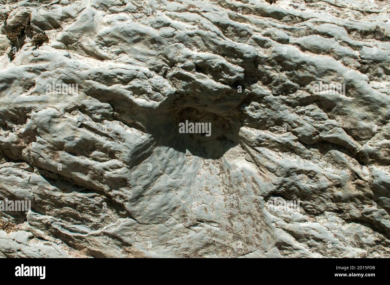 Mussel fossil texture closeup in river rock Stock Photo - Alamy