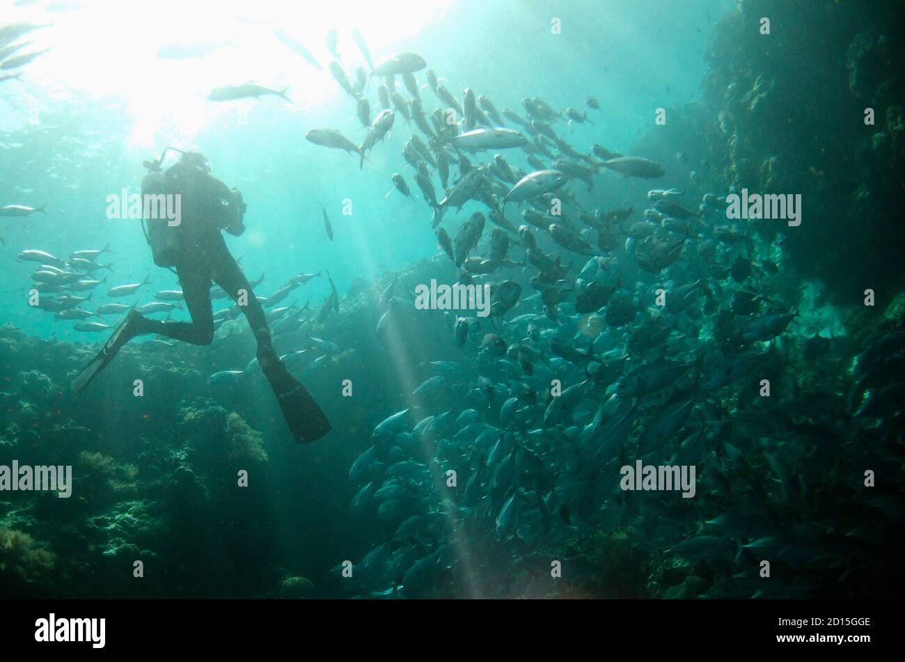 School jack fish hi-res stock photography and images - Alamy