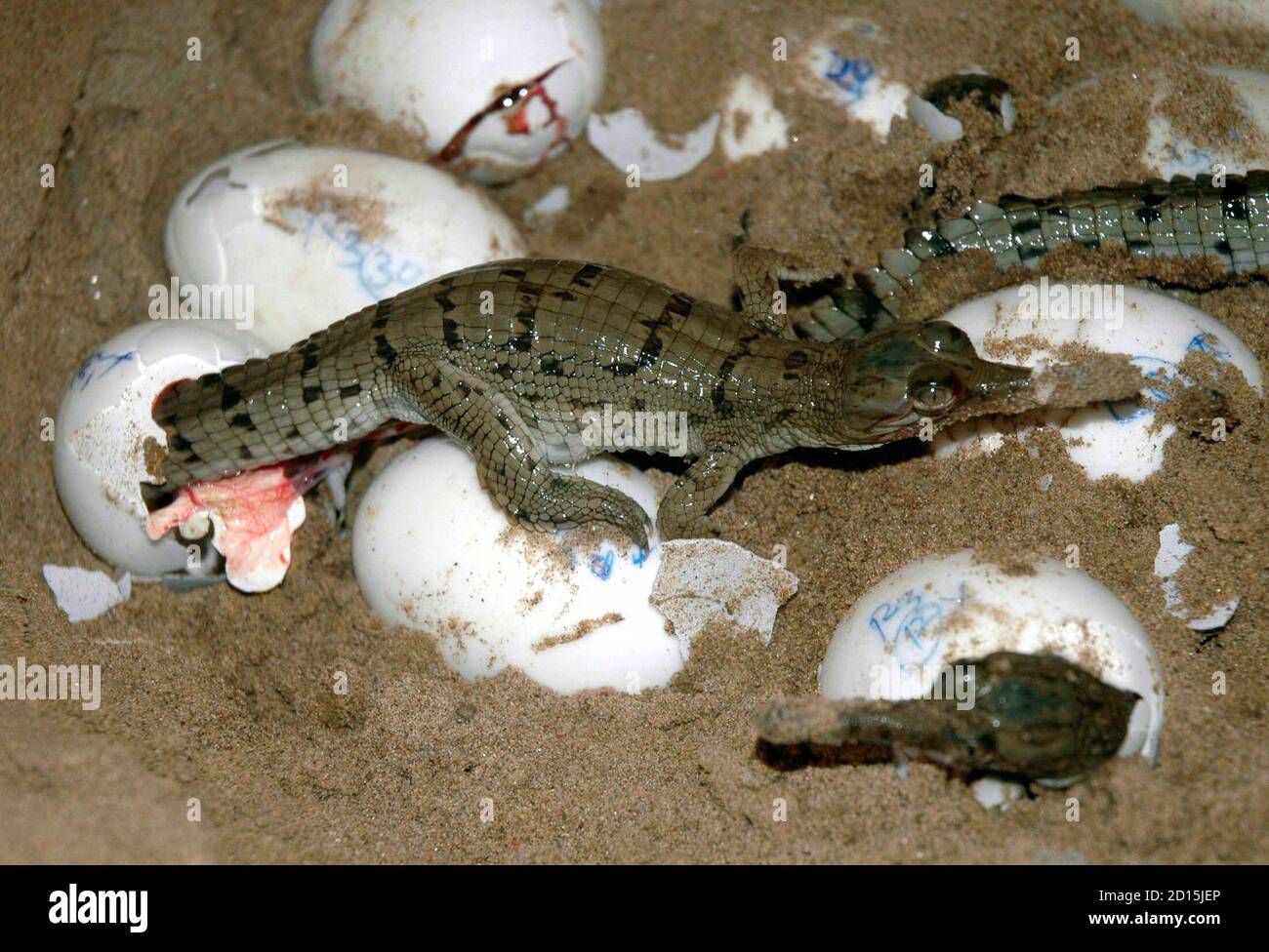 Gharials in india hi-res stock photography and images - Alamy