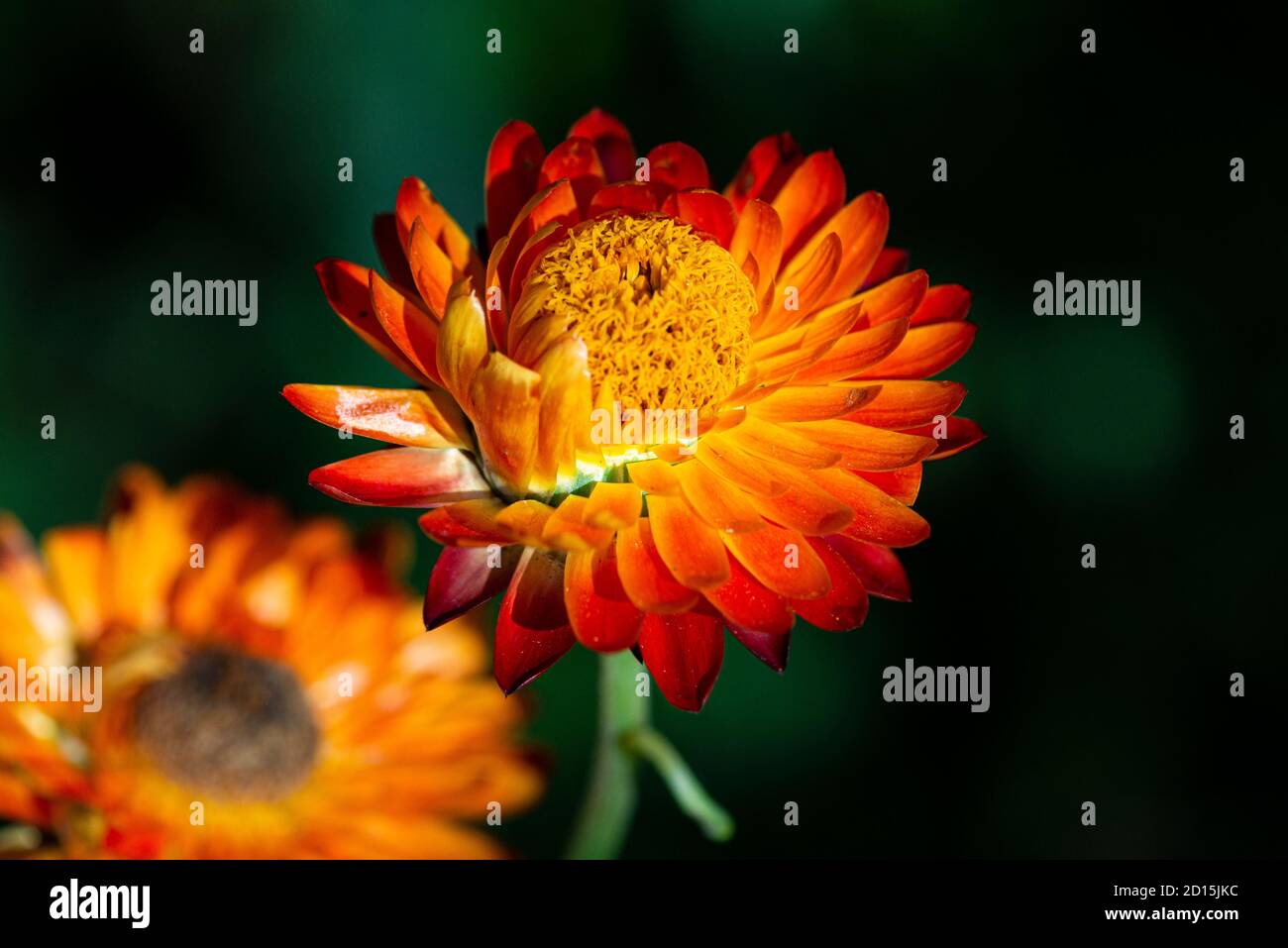 Orange yellow everlasting flower hi-res stock photography and images ...