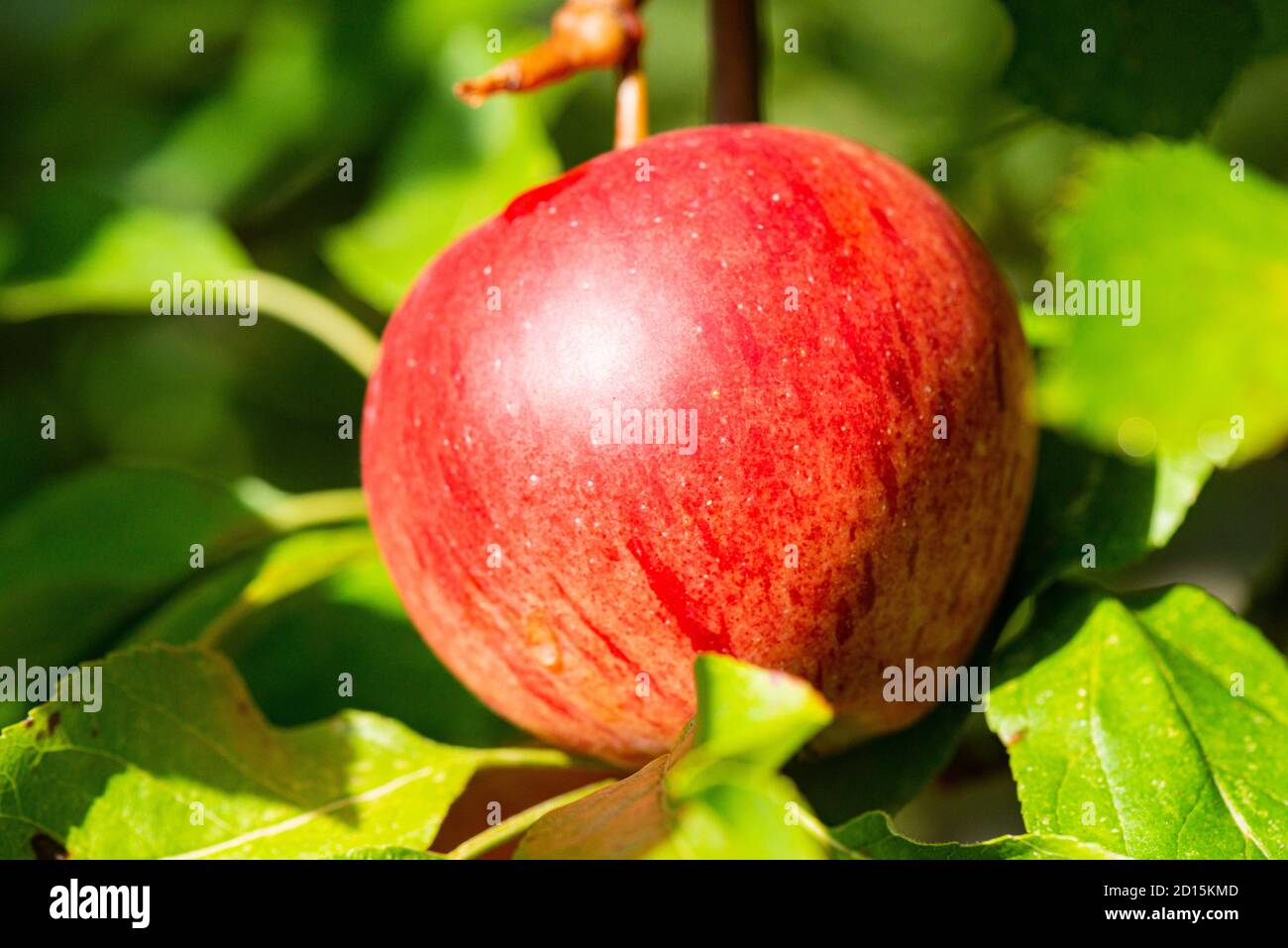 An apple on an apple tree Stock Photo - Alamy