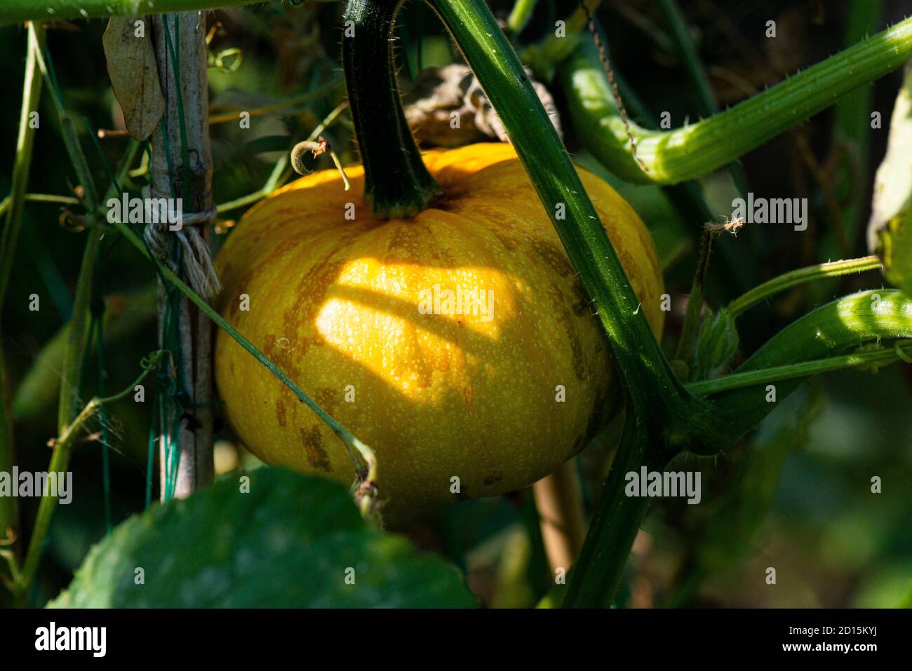 A yellow winter squash growing on a frame Stock Photo - Alamy