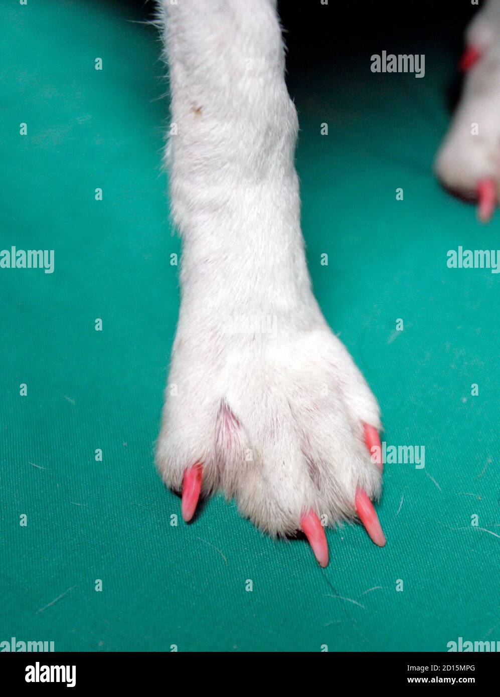 Cloned dog korea hi-res stock photography and images - Alamy