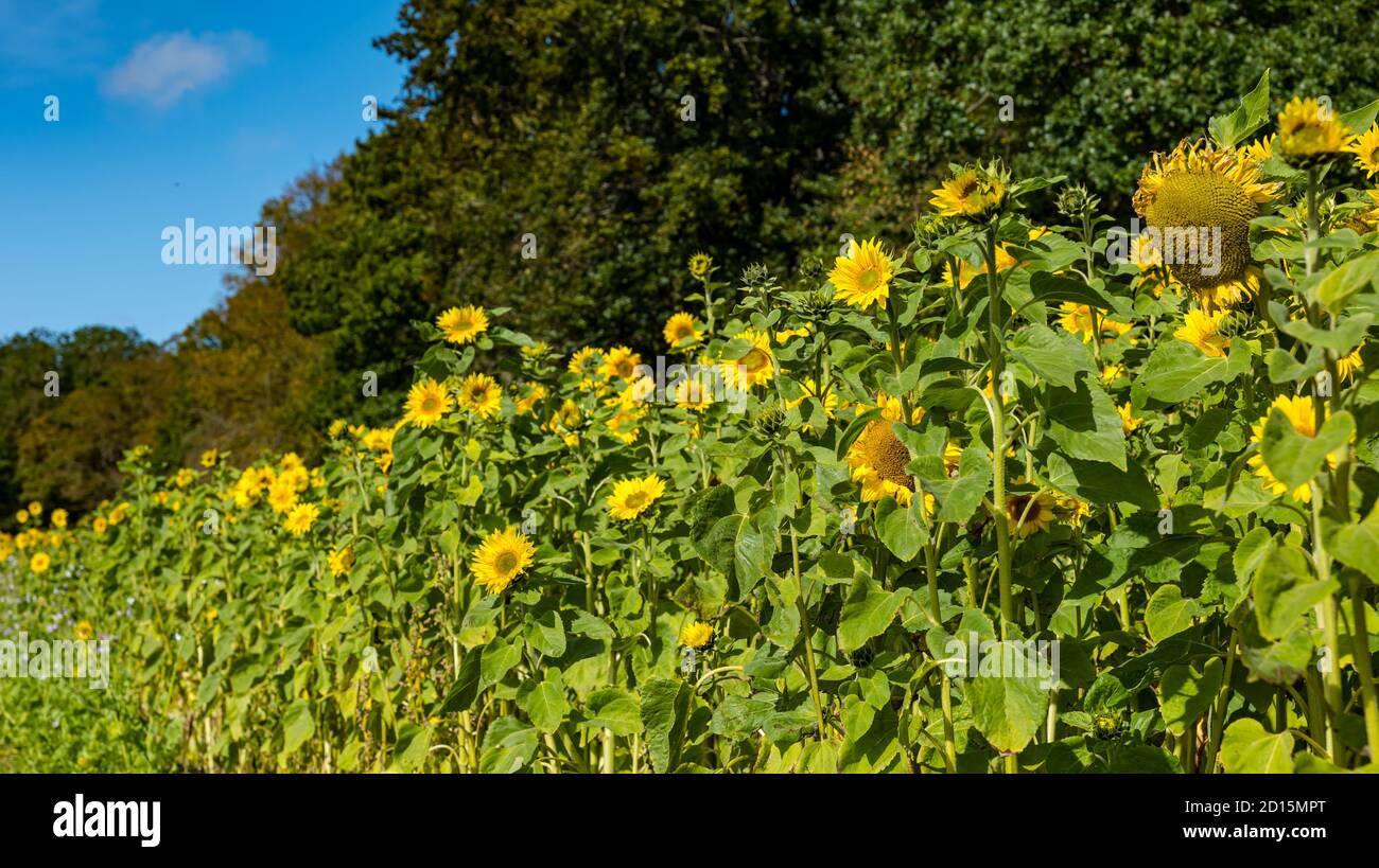 Sunflower growing on farm hi-res stock photography and images - Alamy