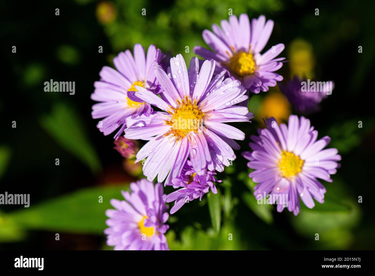 The flowers of a Michaelmas daisy Stock Photo - Alamy