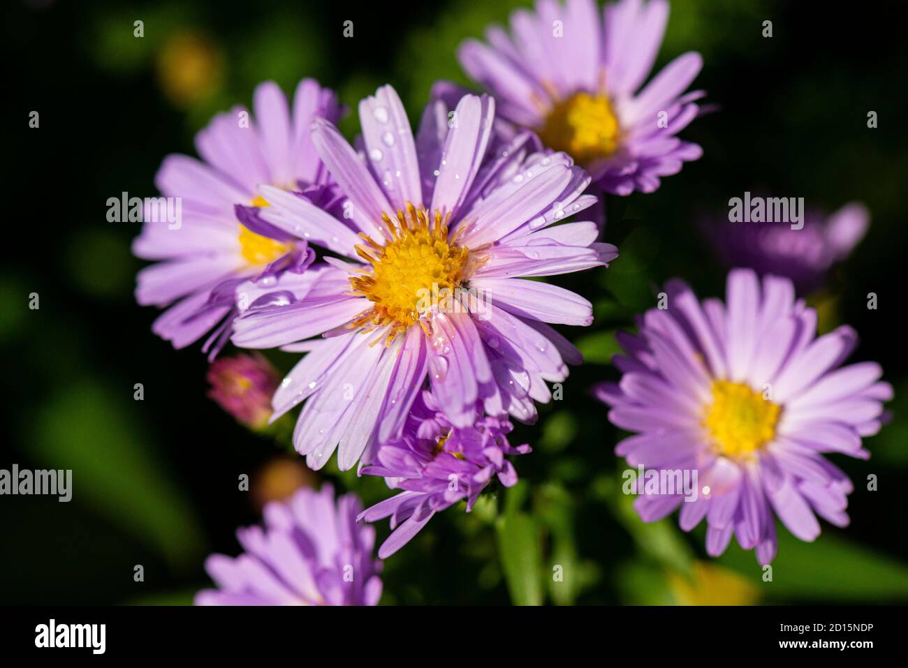 Autumn aster flowers water hi-res stock photography and images - Alamy