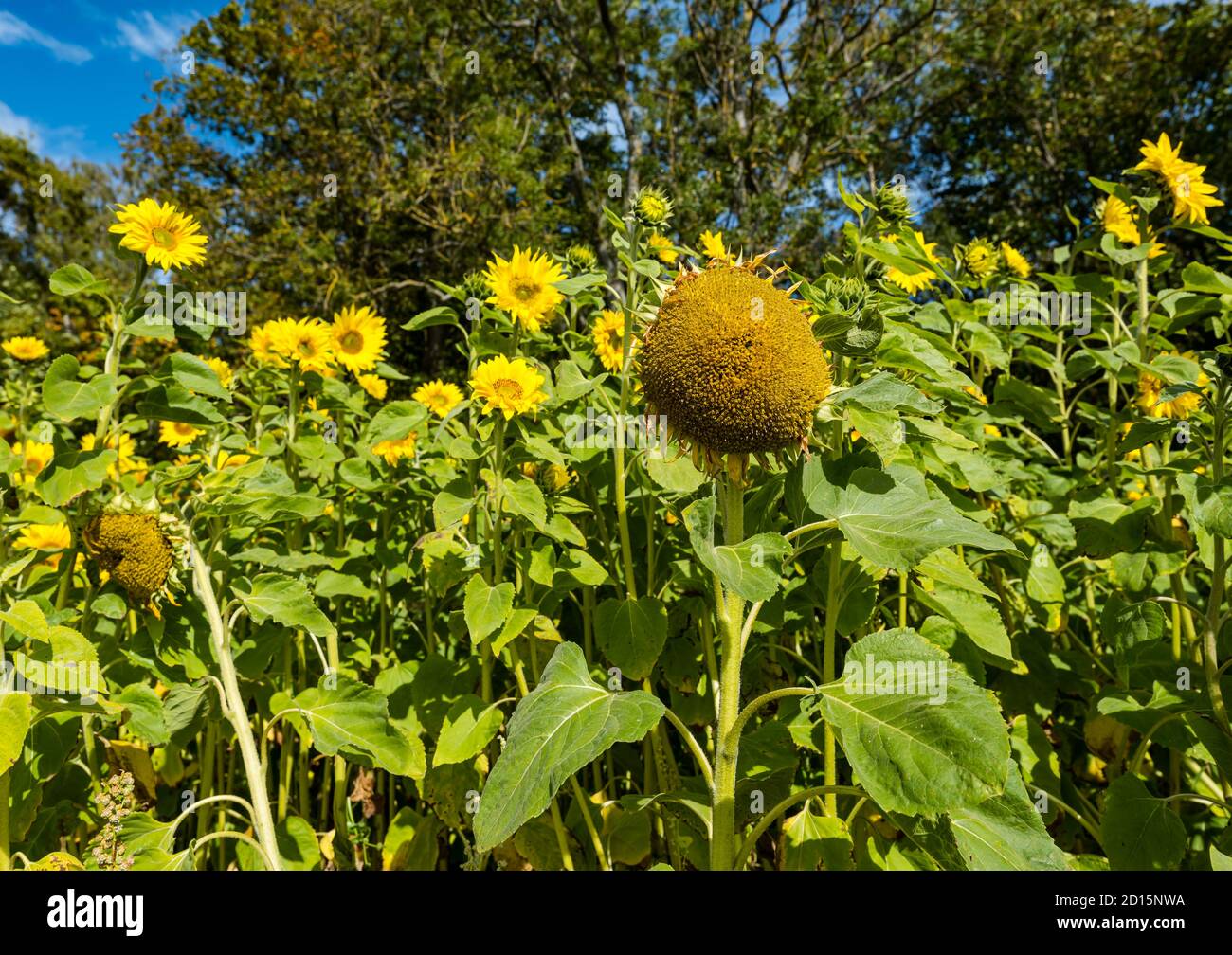 Sunny sunflower field hi-res stock photography and images - Alamy
