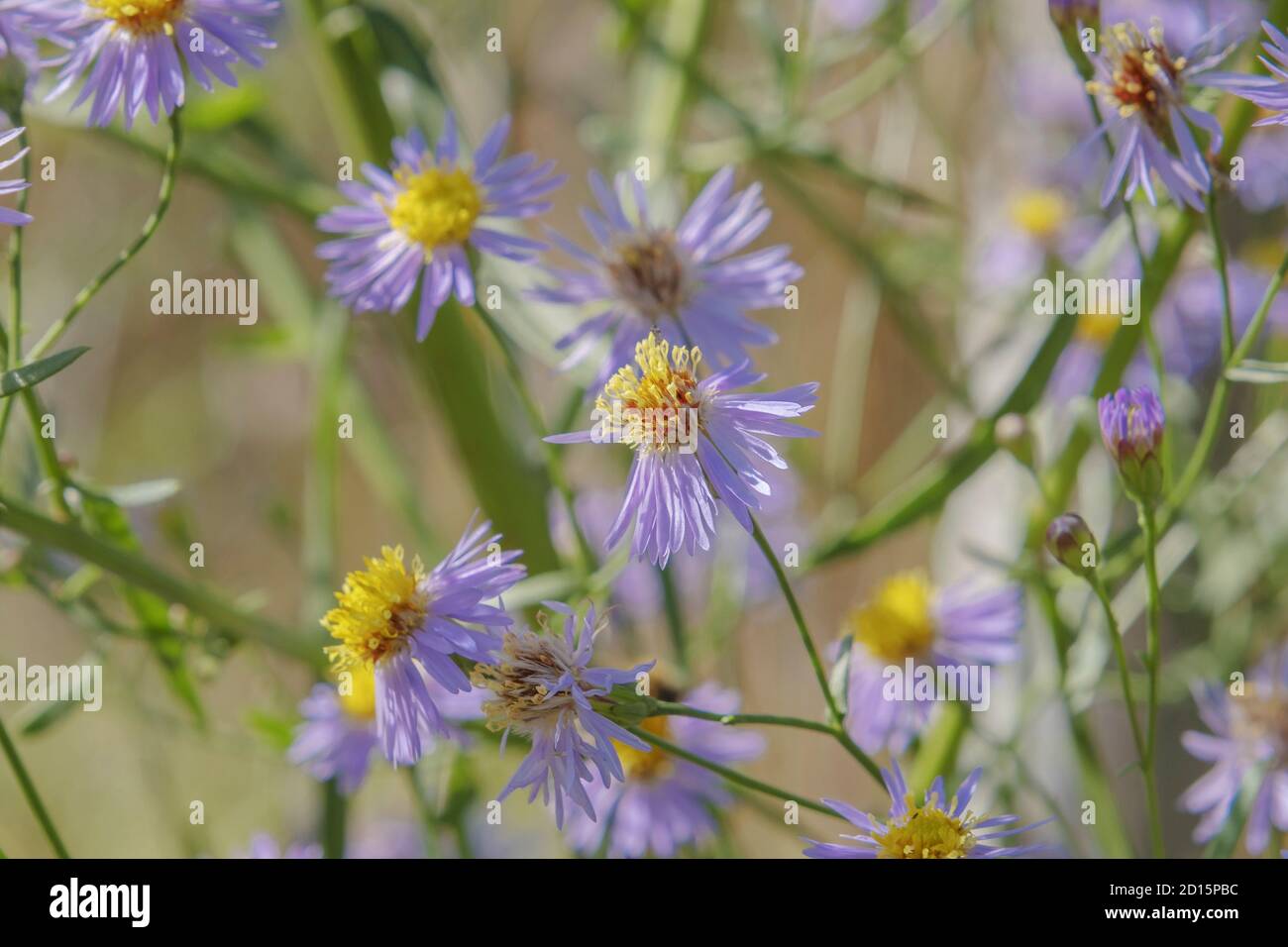 Asteraceae E High Resolution Stock Photography and Images - Alamy