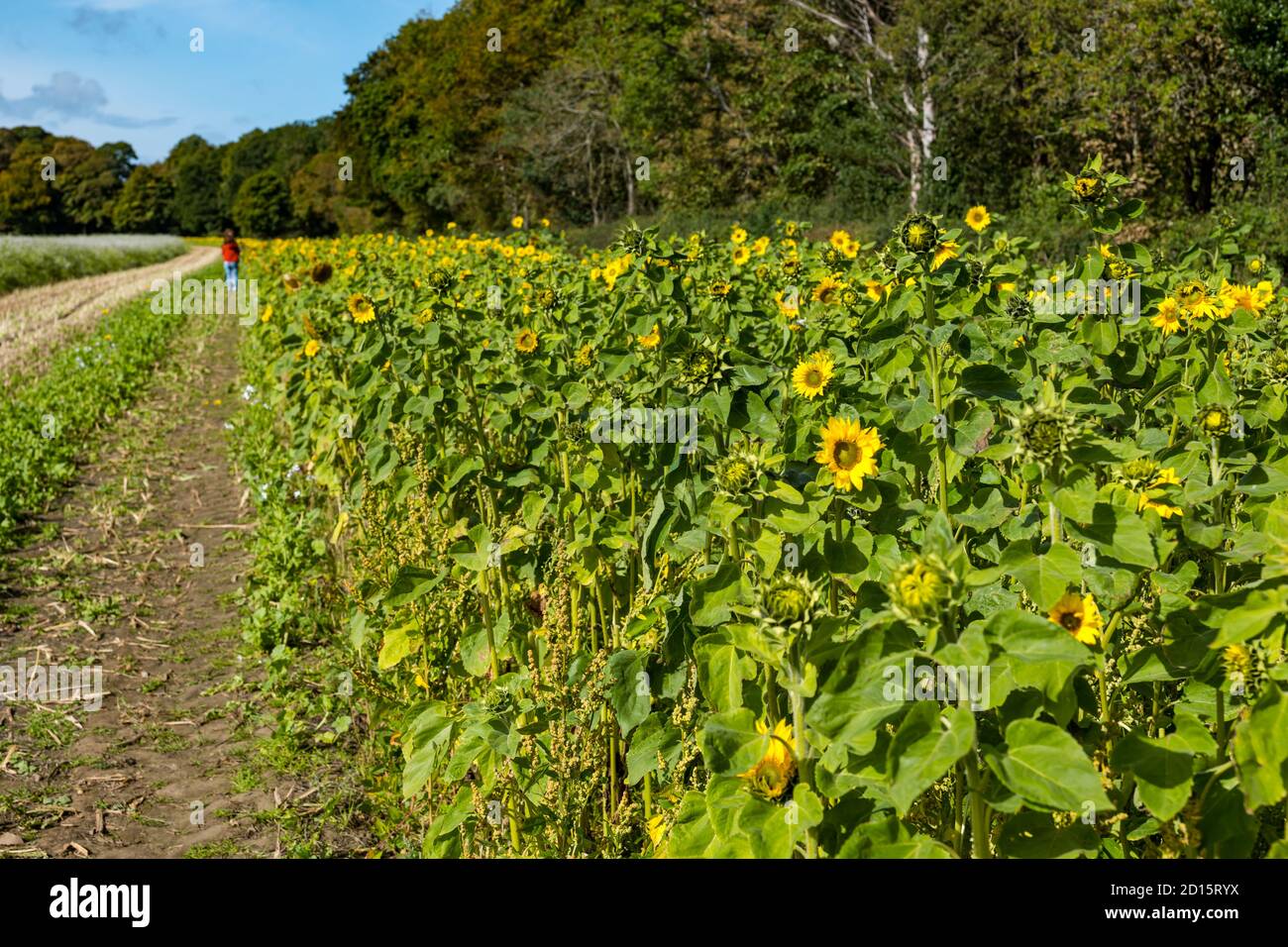 Sunny sunflower field hi-res stock photography and images - Alamy