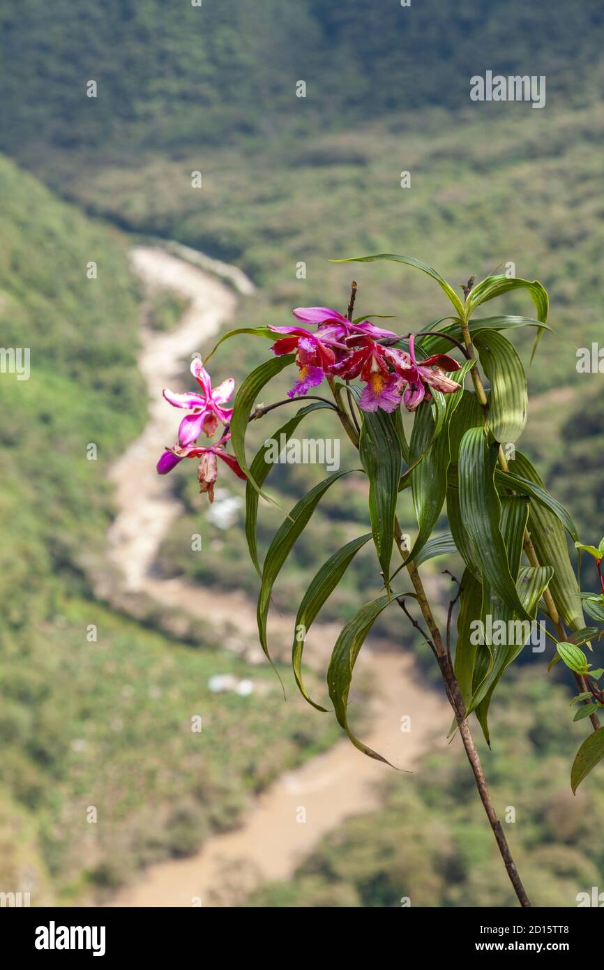 Rainforest orchids amazon hi-res stock photography and images - Alamy