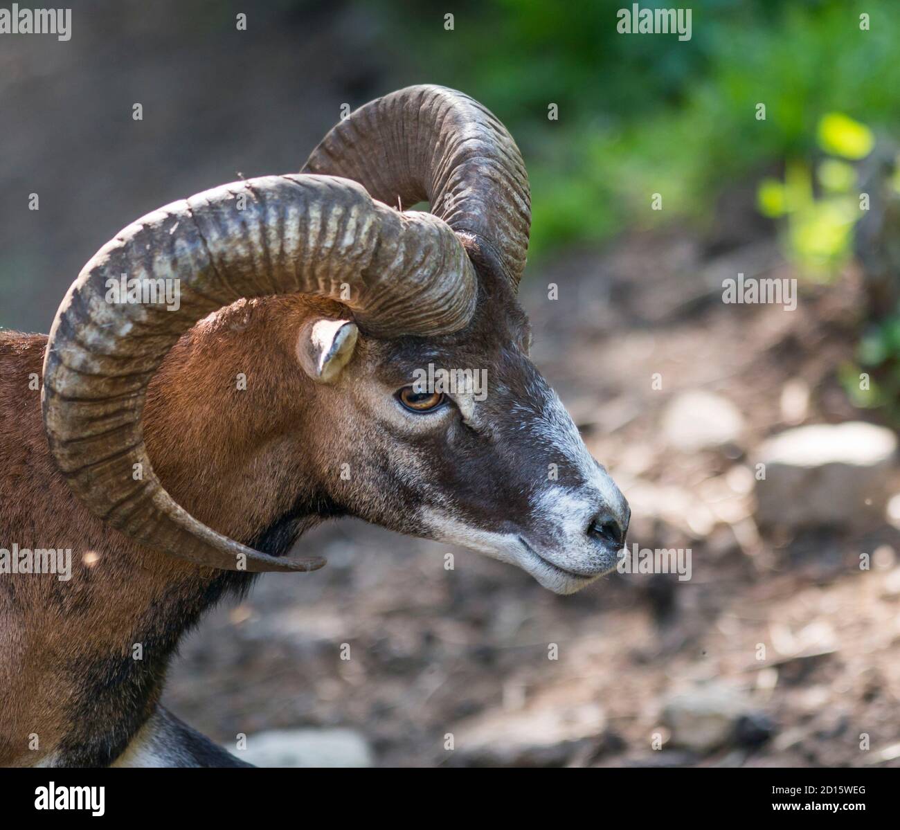 France, Pyrenees Orientales, Les Angles, Angles Wildlife Reserve ...