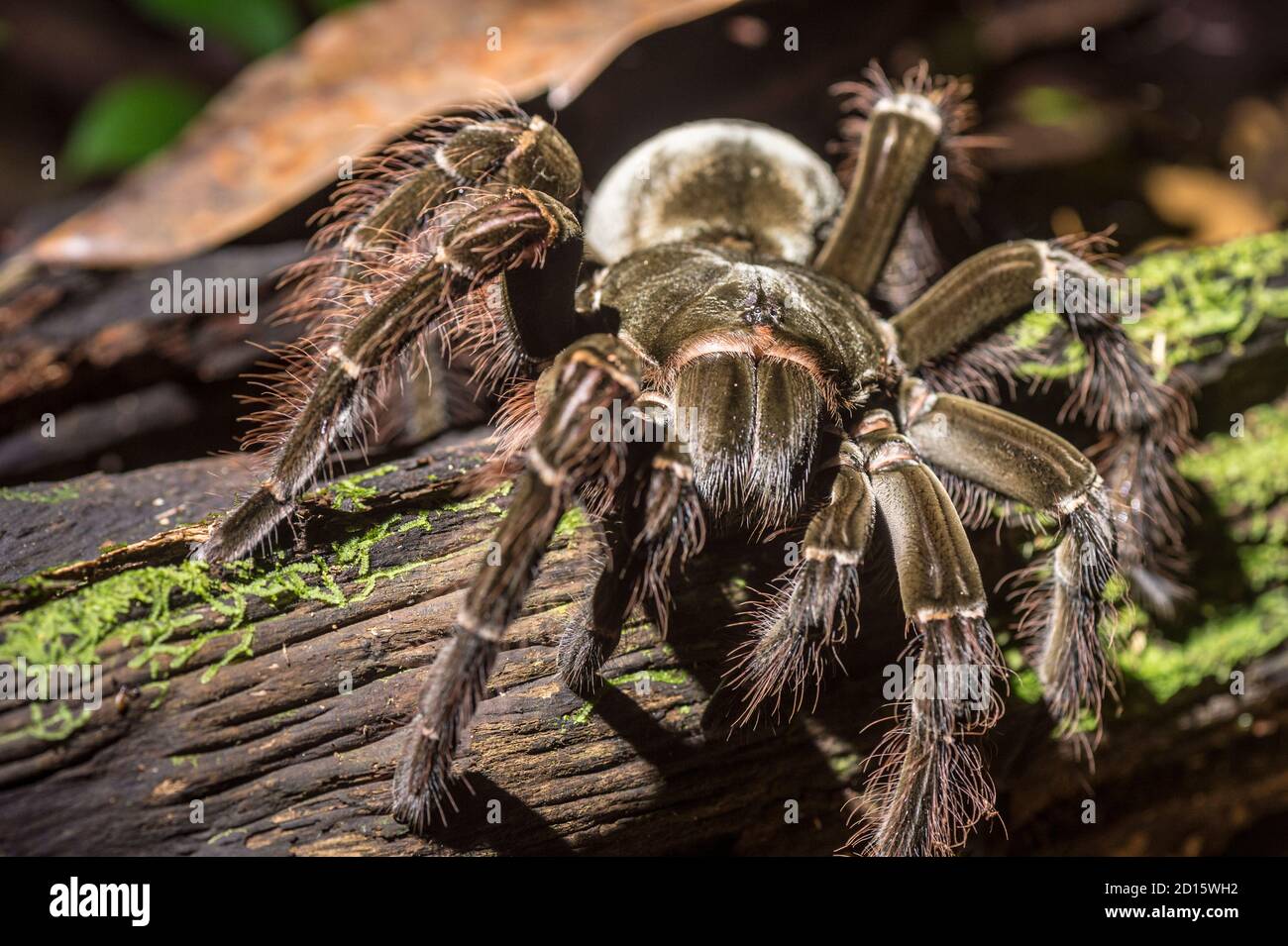 France, French Guiana, unexplored area on the border between the heart ...
