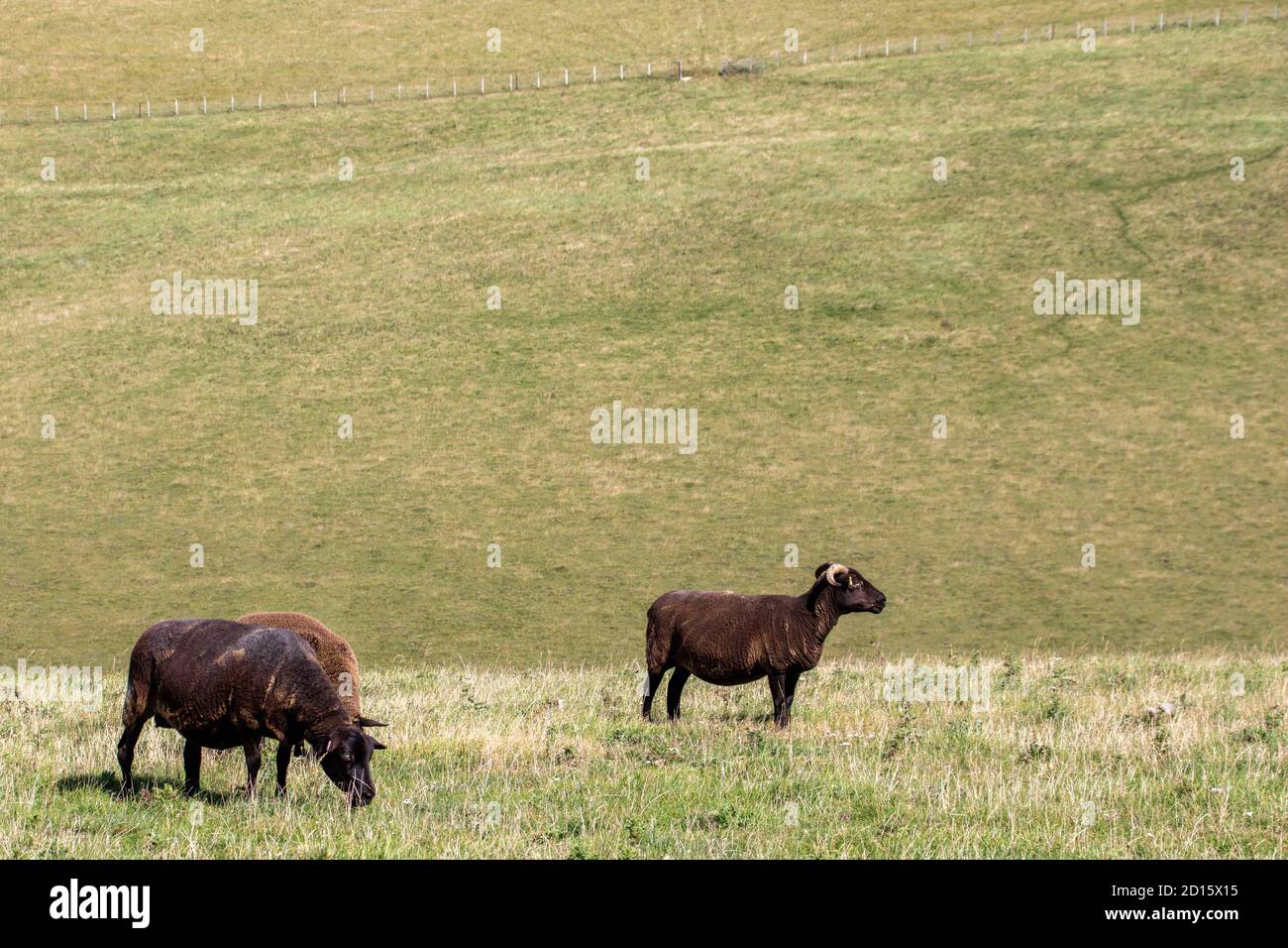 black sheep in the English countryside Stock Photo - Alamy