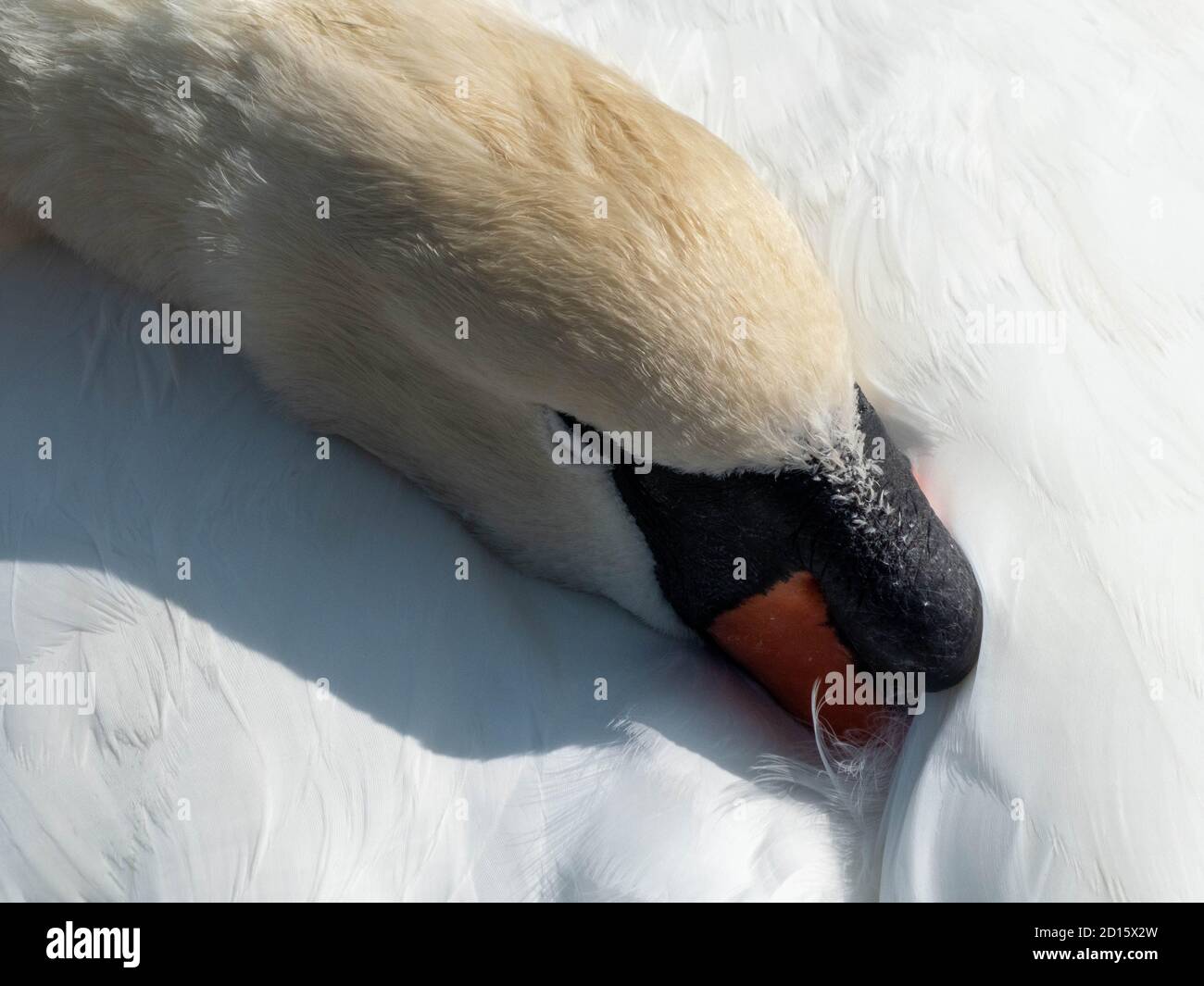 Swan sleeping hi-res stock photography and images - Alamy