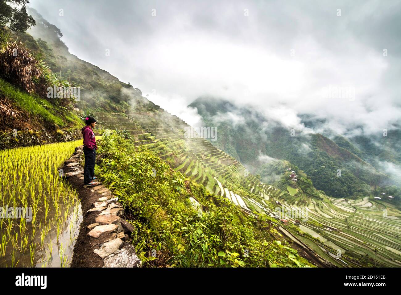 images of Batad and Banaue rice terraces in the Philippines Stock Photo ...