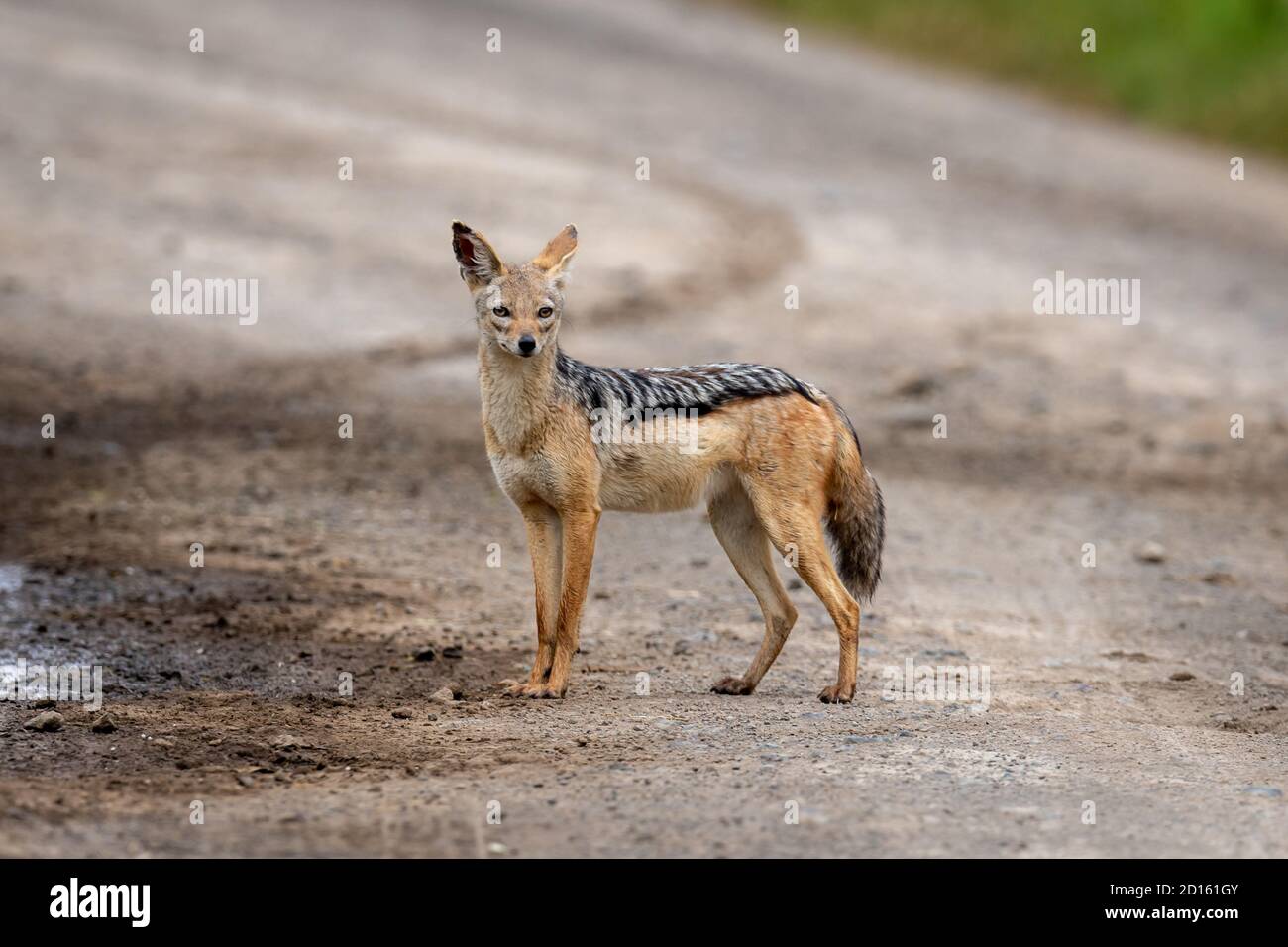 East African Black-backed jackal (Canis mesomelas) in Kenya, Africa ...
