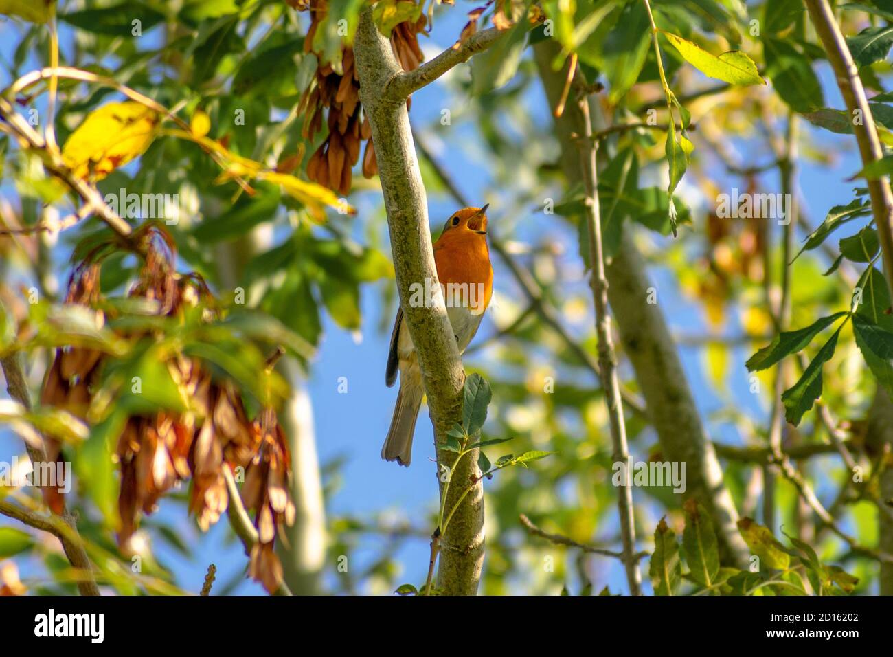Robin close up singing hi-res stock photography and images - Alamy