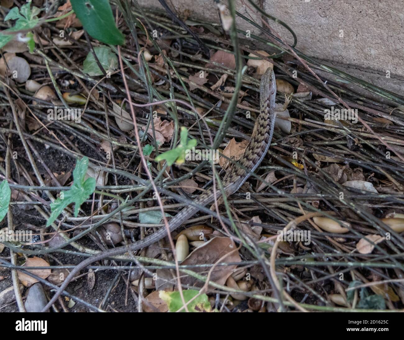 Lizard Hiding In Bush High Resolution Stock Photography and Images - Alamy