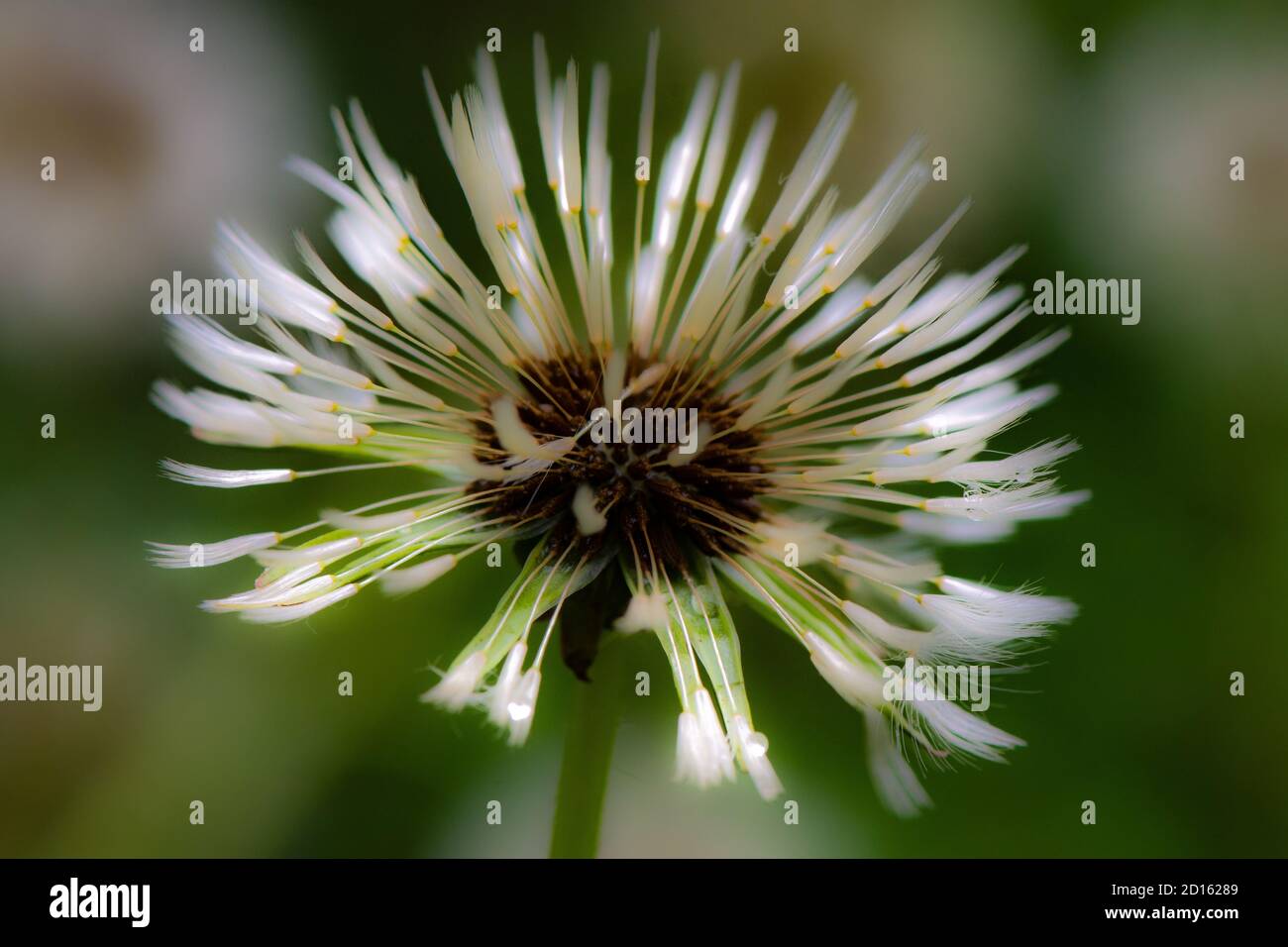 Macro_photo hi-res stock photography and images - Alamy