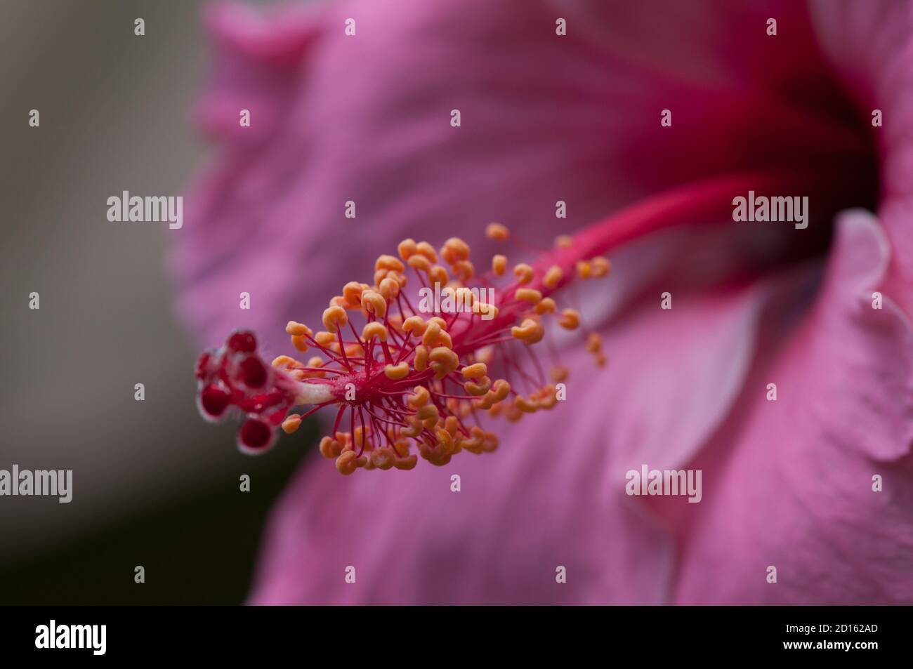 Macro_photo hi-res stock photography and images - Alamy