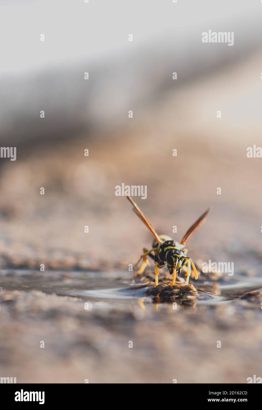 Vertical closeup shot of a wasp in a puddle Stock Photo - Alamy