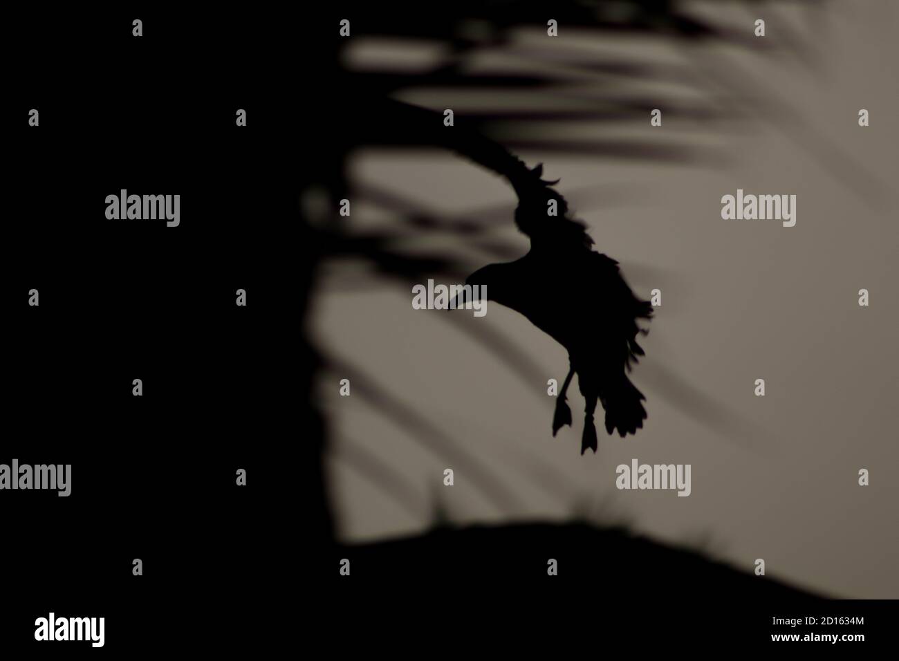Beautiful shot of a flying seagull silhouette Stock Photo - Alamy