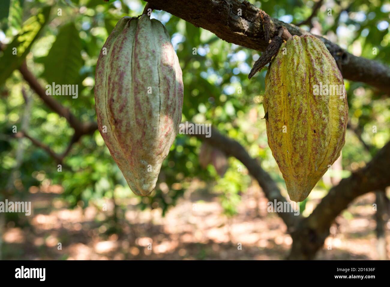 Madagascar, the North, Diego-Suarez province (Antsiranana), Diana ...