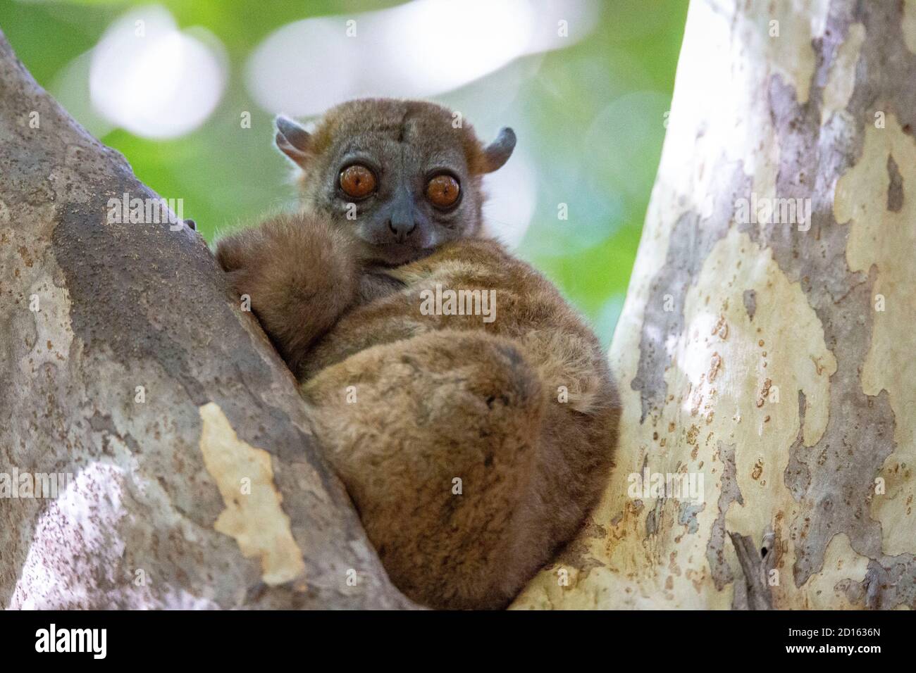 Madagascar, the North, Diego-Suarez province (Antsiranana), Diana ...