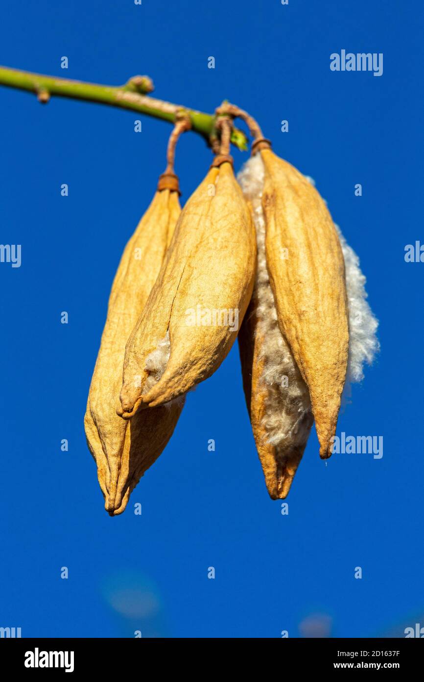 Madagascar, the North, Diego-Suarez (Antsiranana) province, Diana ...