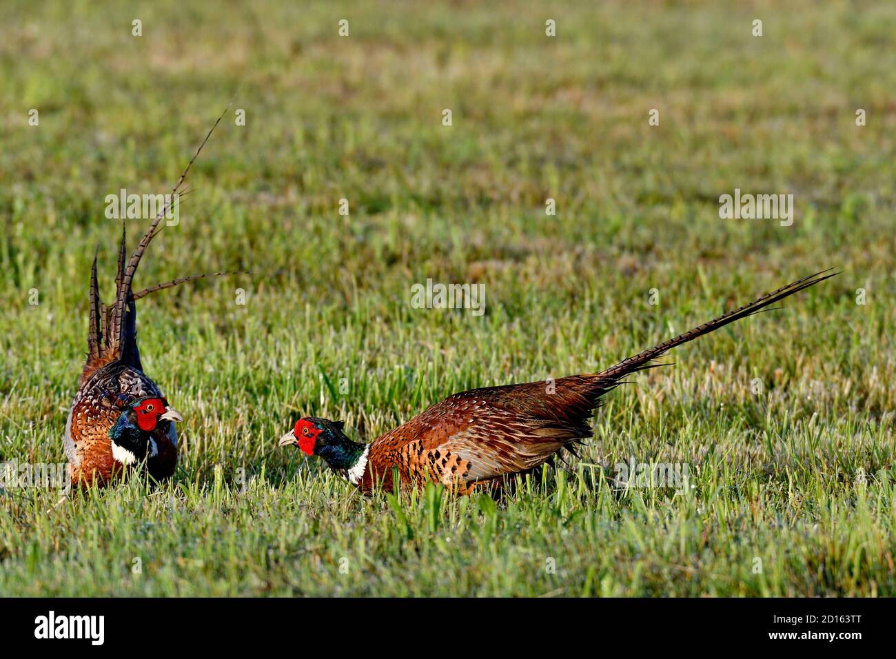 Common pheasant fight hi-res stock photography and images - Alamy