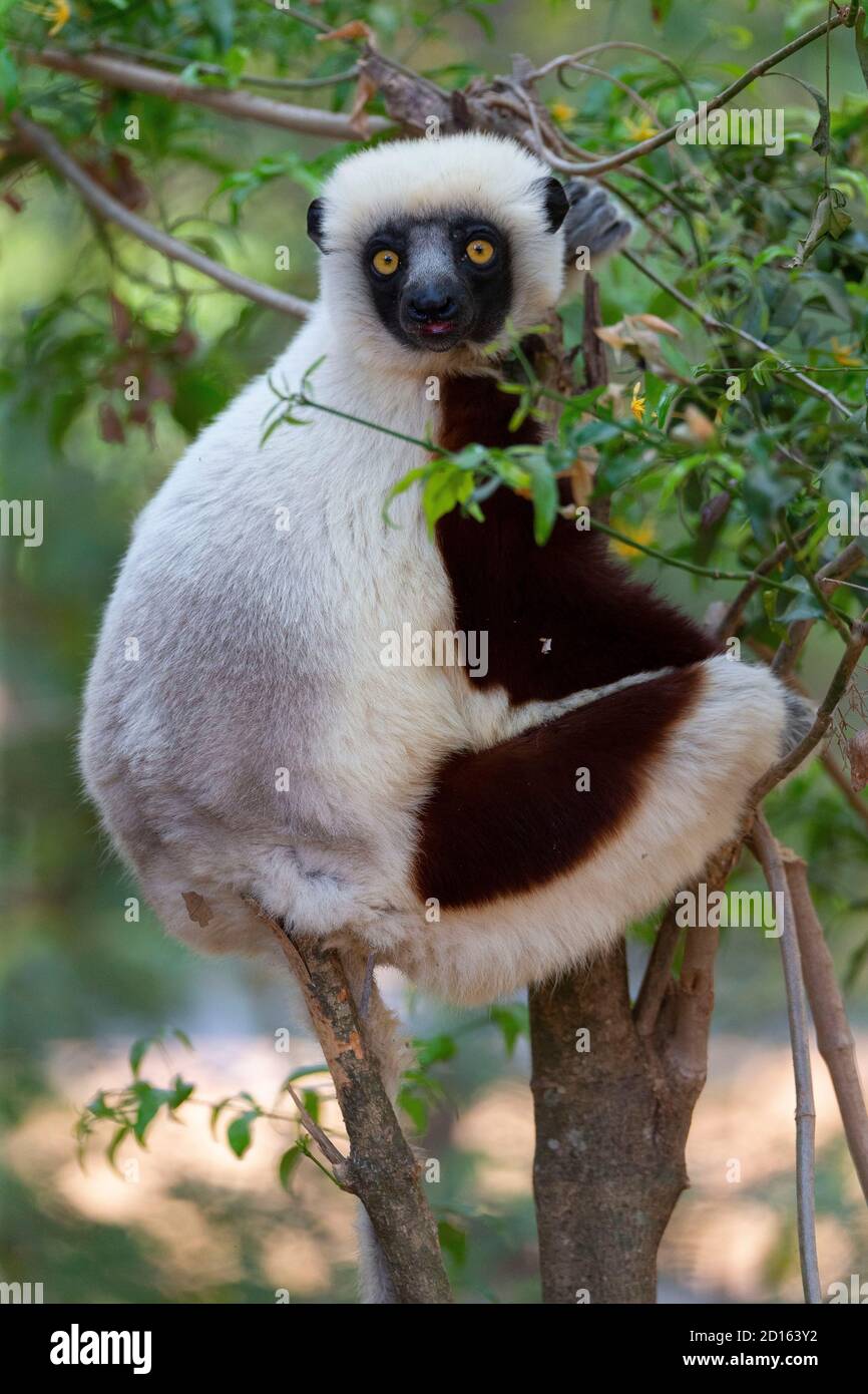 Madagascar, Boeny region, Ankarafantsika National Park, Coquerel's ...
