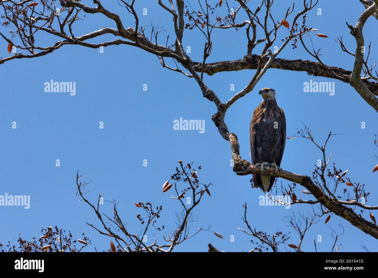 Madagascar, Boeny region, Ankarafantsika National Park, Madagascar ...