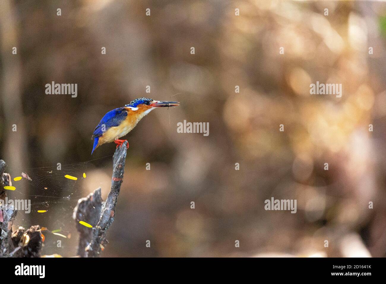 Madagascar, Boeny region, Ankarafantsika National Park, Madagascar ...