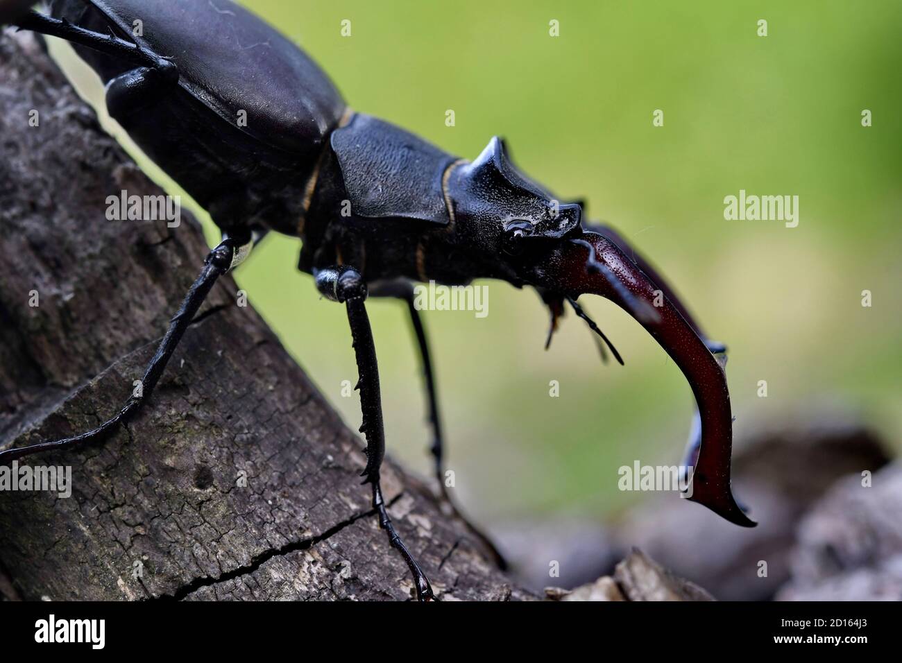France, Doubs, Wild animal, insect, stag beetle (Lucanus cervus) on an ...
