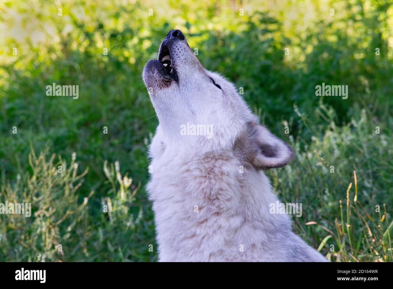 Close-up of a Grey Wolf Stock Photo - Alamy