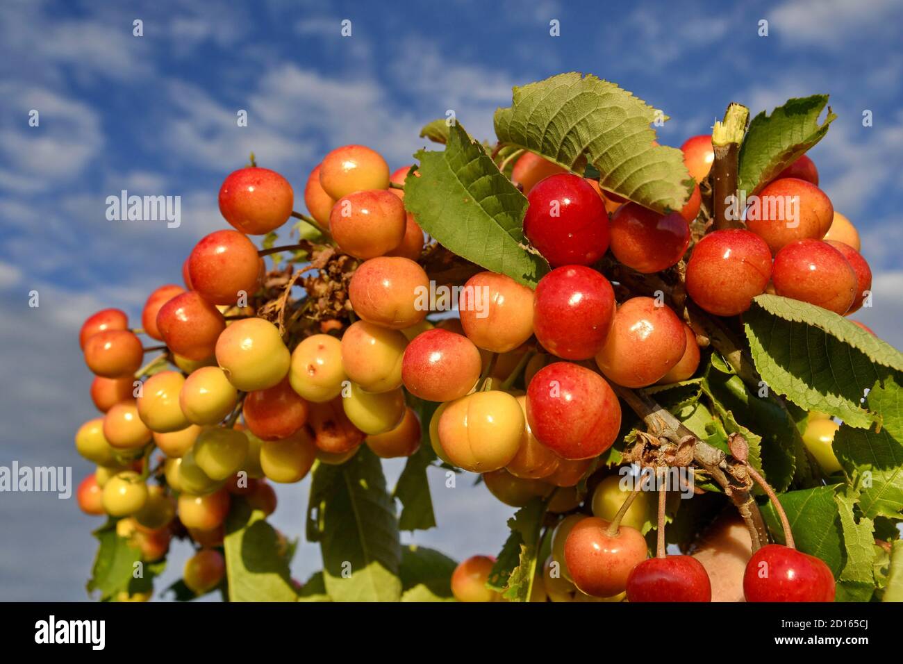 France, Doubs, branch of cherry trees loaded with ripe fruits Stock ...
