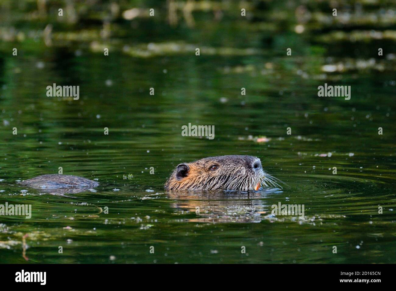Nutria myocastor coypus swimming hi-res stock photography and images ...
