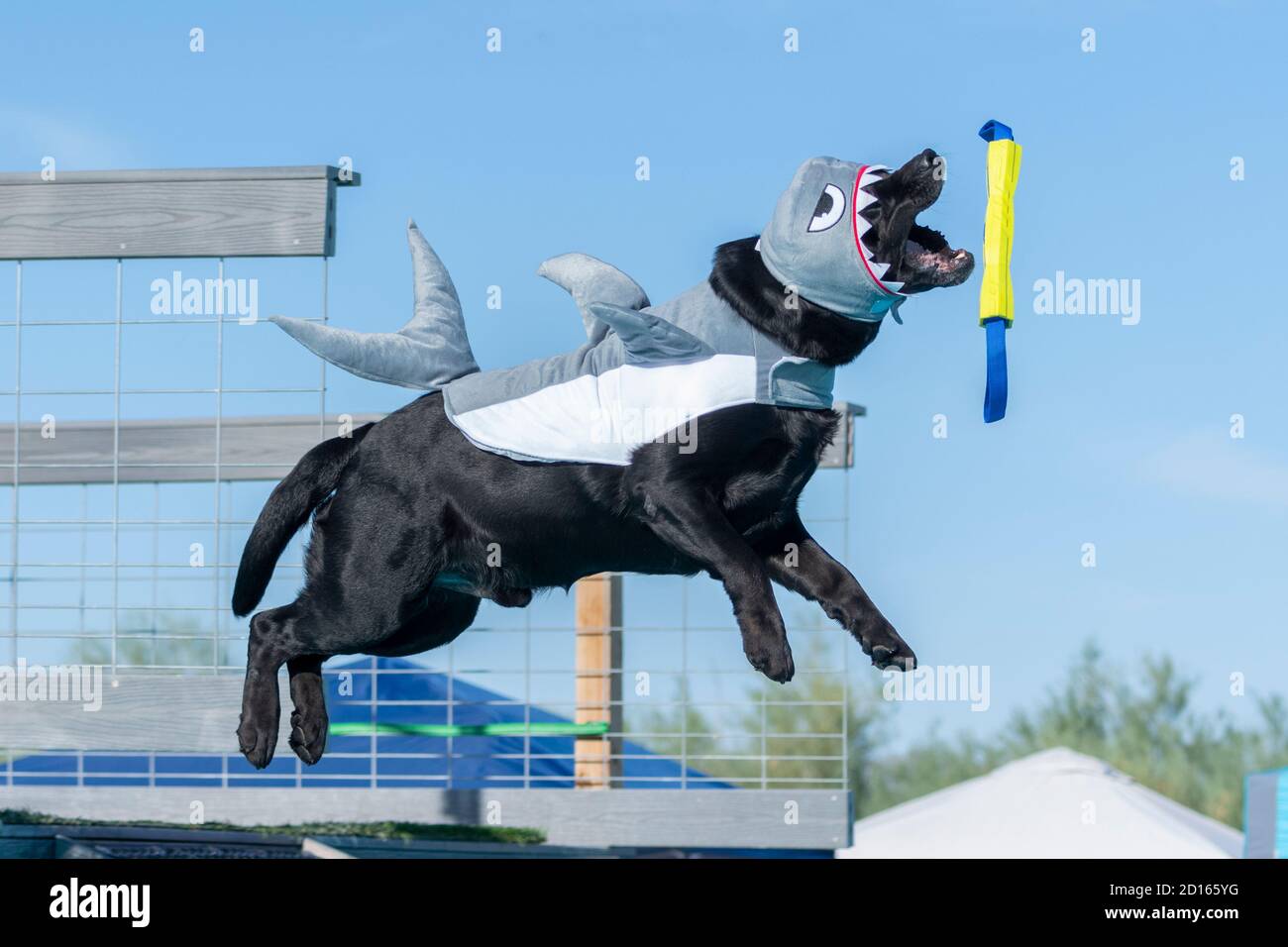 Black lab jumping into water hi-res stock photography and images - Alamy