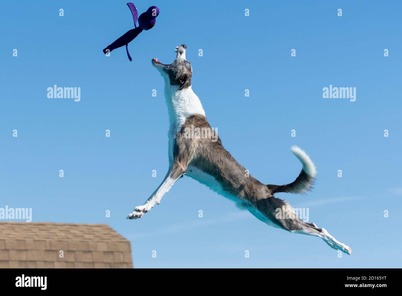 Mixed breed dog jumping off a dock at an event and catching a toy Stock ...